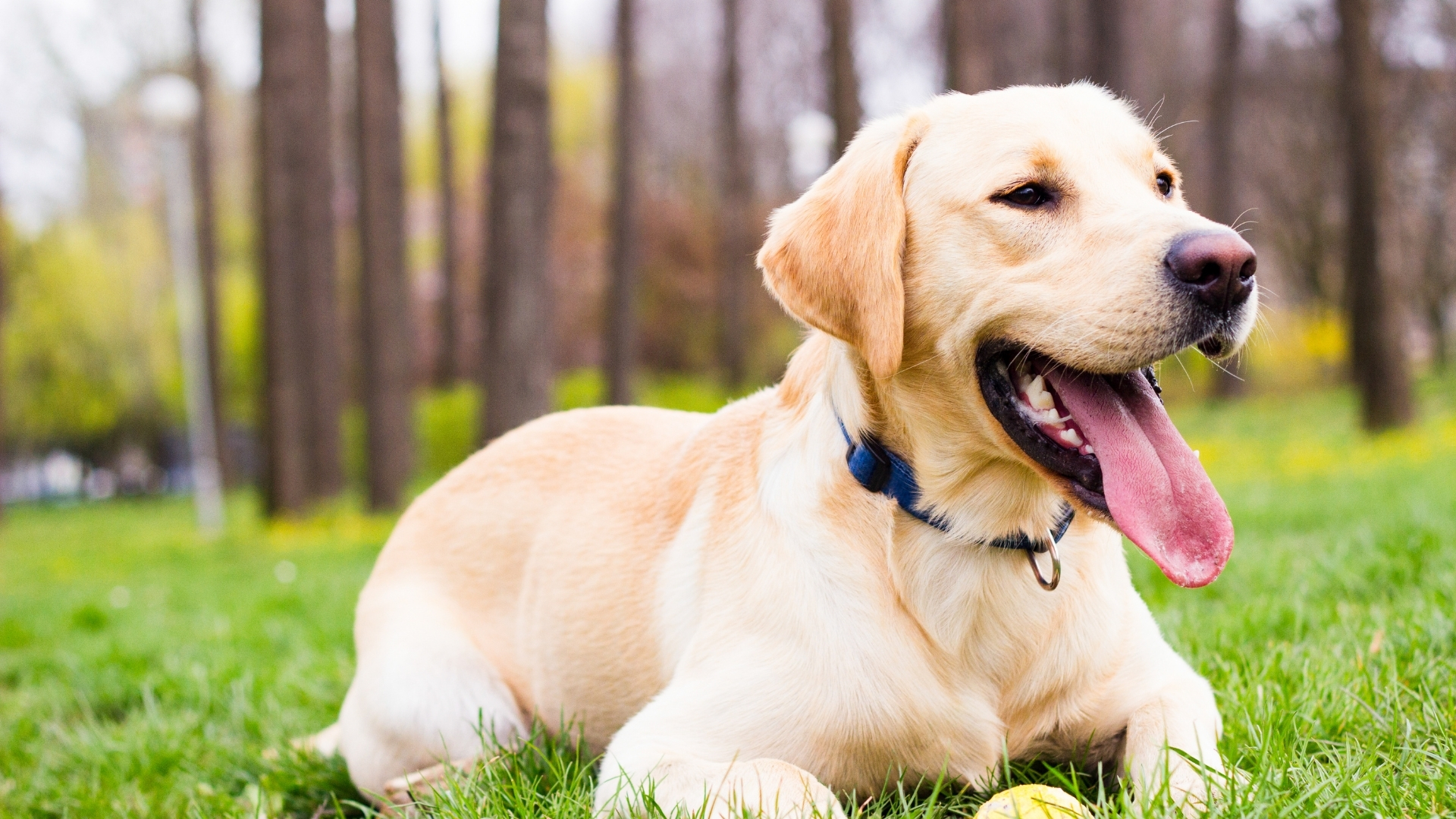 Best Vet Hospital In Raleigh, NC | Wakefield Veterinary