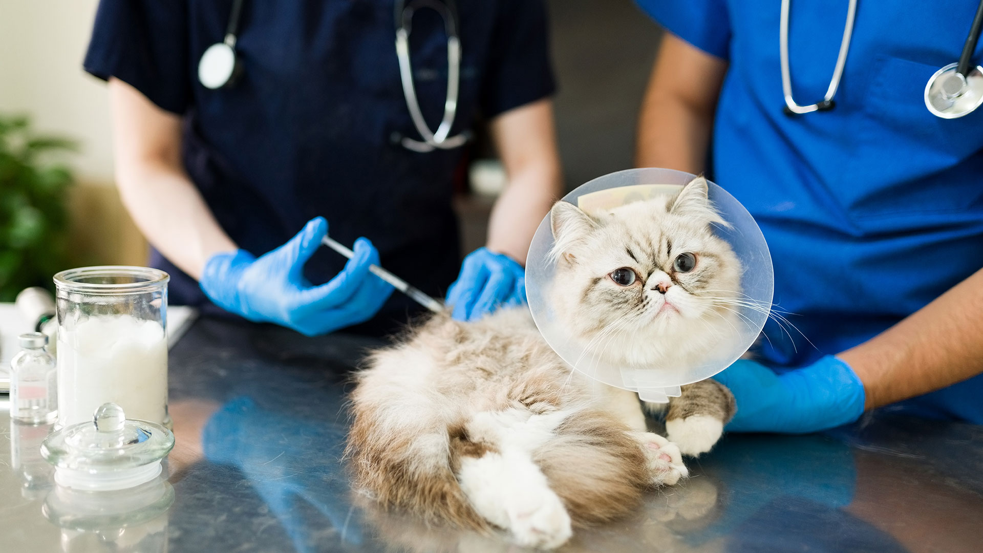 Pet Vaccines In Raleigh, NC 27614 | Wakefield Veterinary Hospital